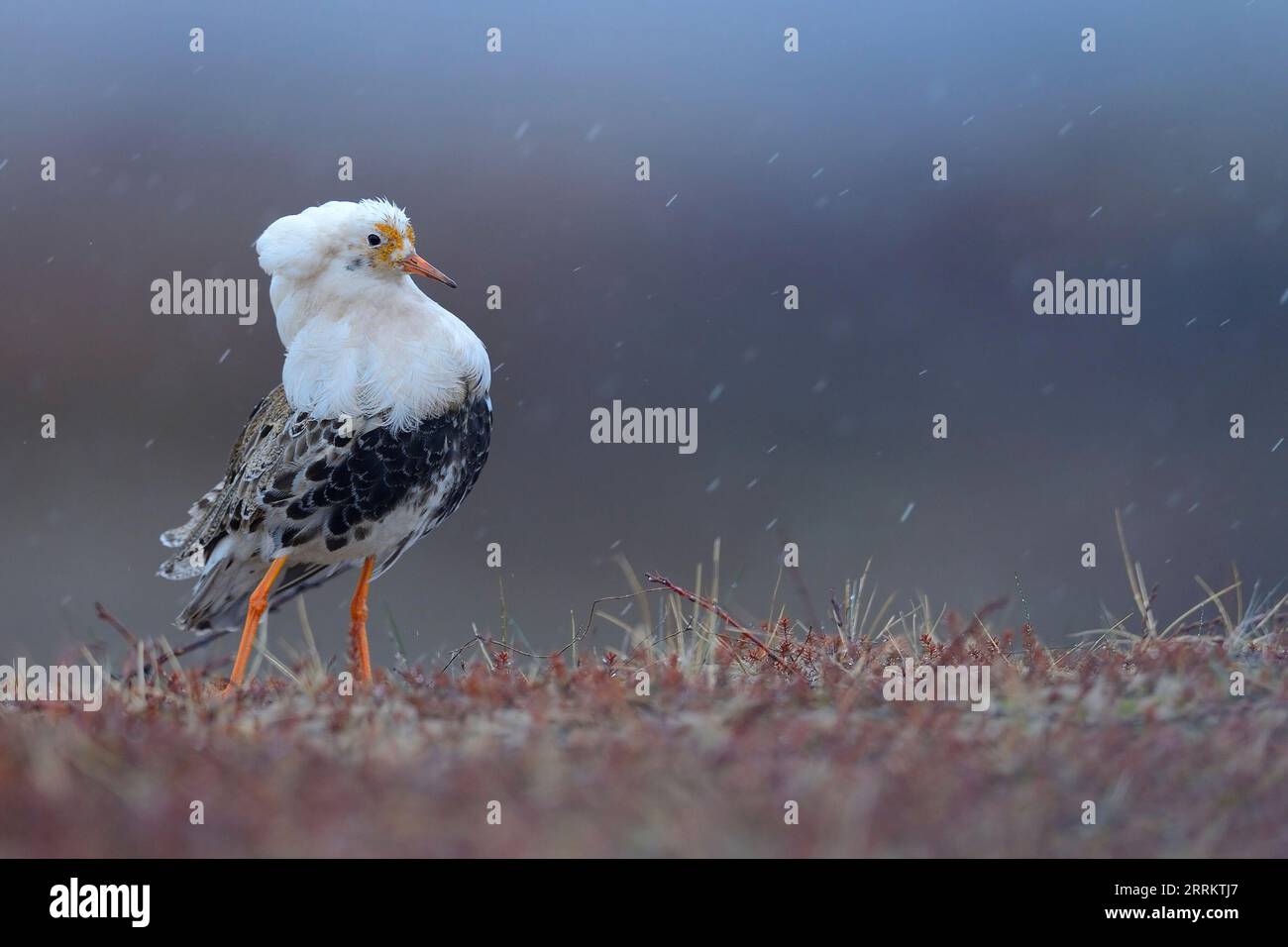 Male on display hi-res stock photography and images - Alamy