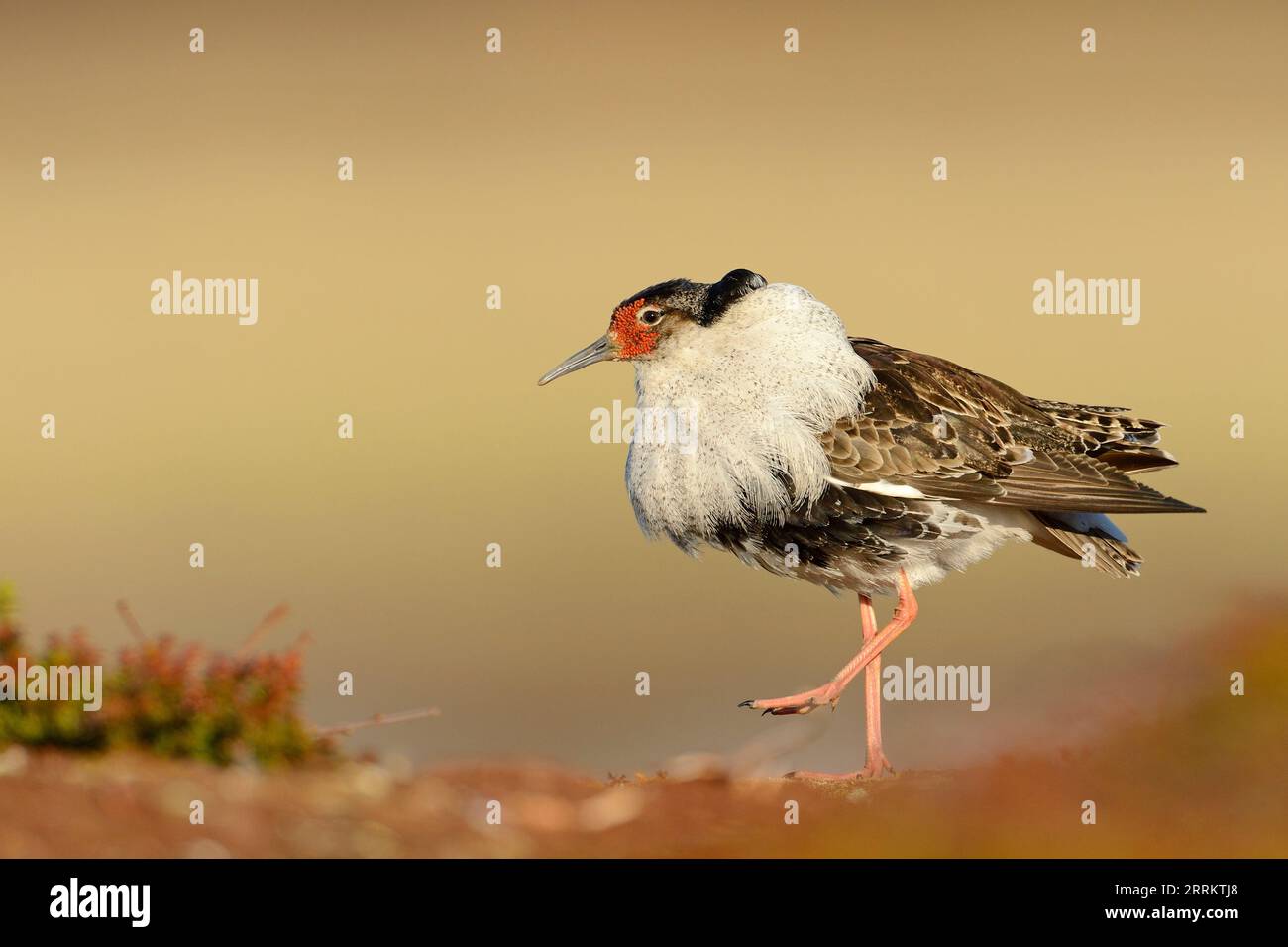 Ruffed Sandpiper male in mating plumage, Varanger Peninsula, Norway ...