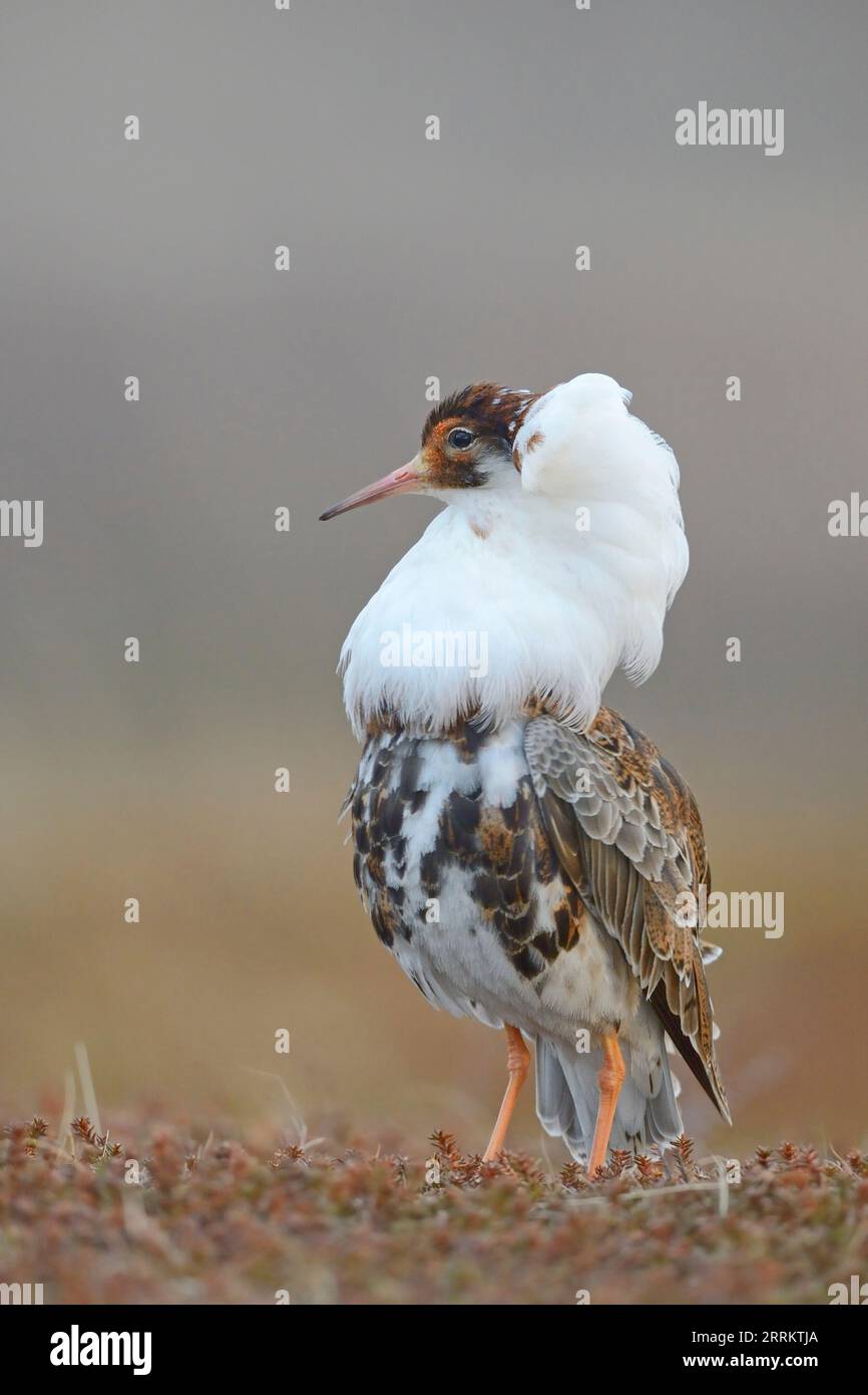 Ruffed Sandpiper male in mating plumage, Varanger Peninsula, Norway ...