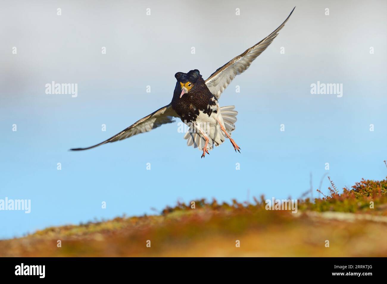 Ruff in flight hi-res stock photography and images - Alamy