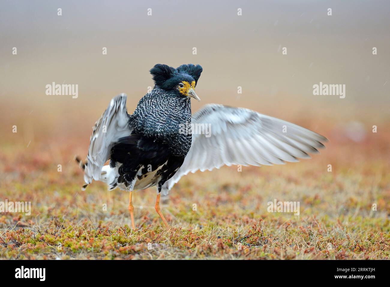 Ruffed sandpiper in mating plumage hi-res stock photography and images ...