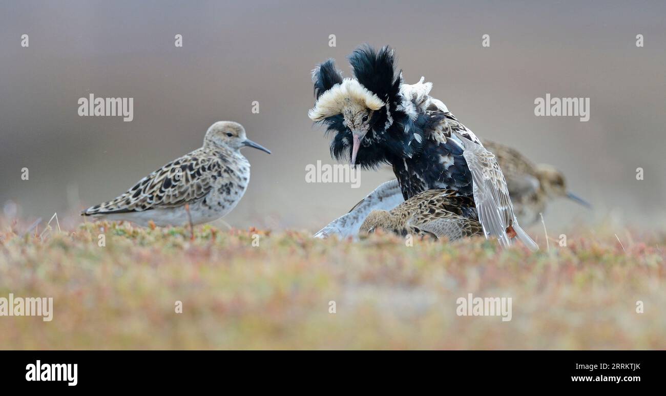 Ruffian mating, Varanger Peninsula, Norway (Philomachus pugnax Stock ...