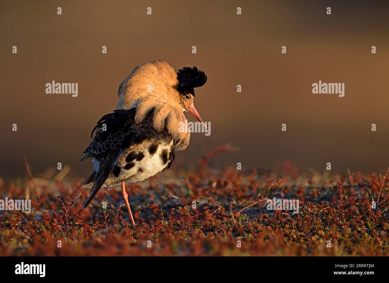Ruffed Sandpiper male in mating plumage, Varanger Peninsula, Norway ...