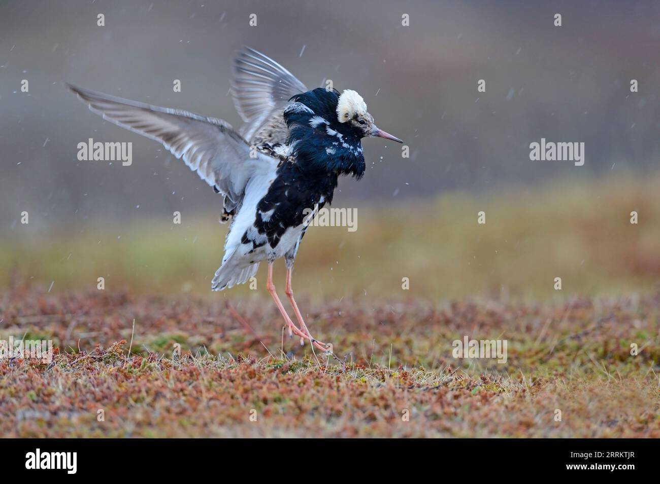 Ruffed Sandpiper male in mating plumage, Varanger Peninsula, Norway ...