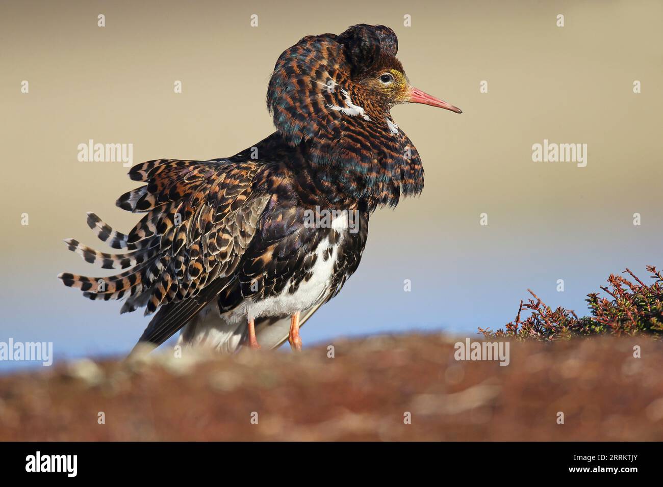 Ruffed sandpiper in mating plumage hi-res stock photography and images ...