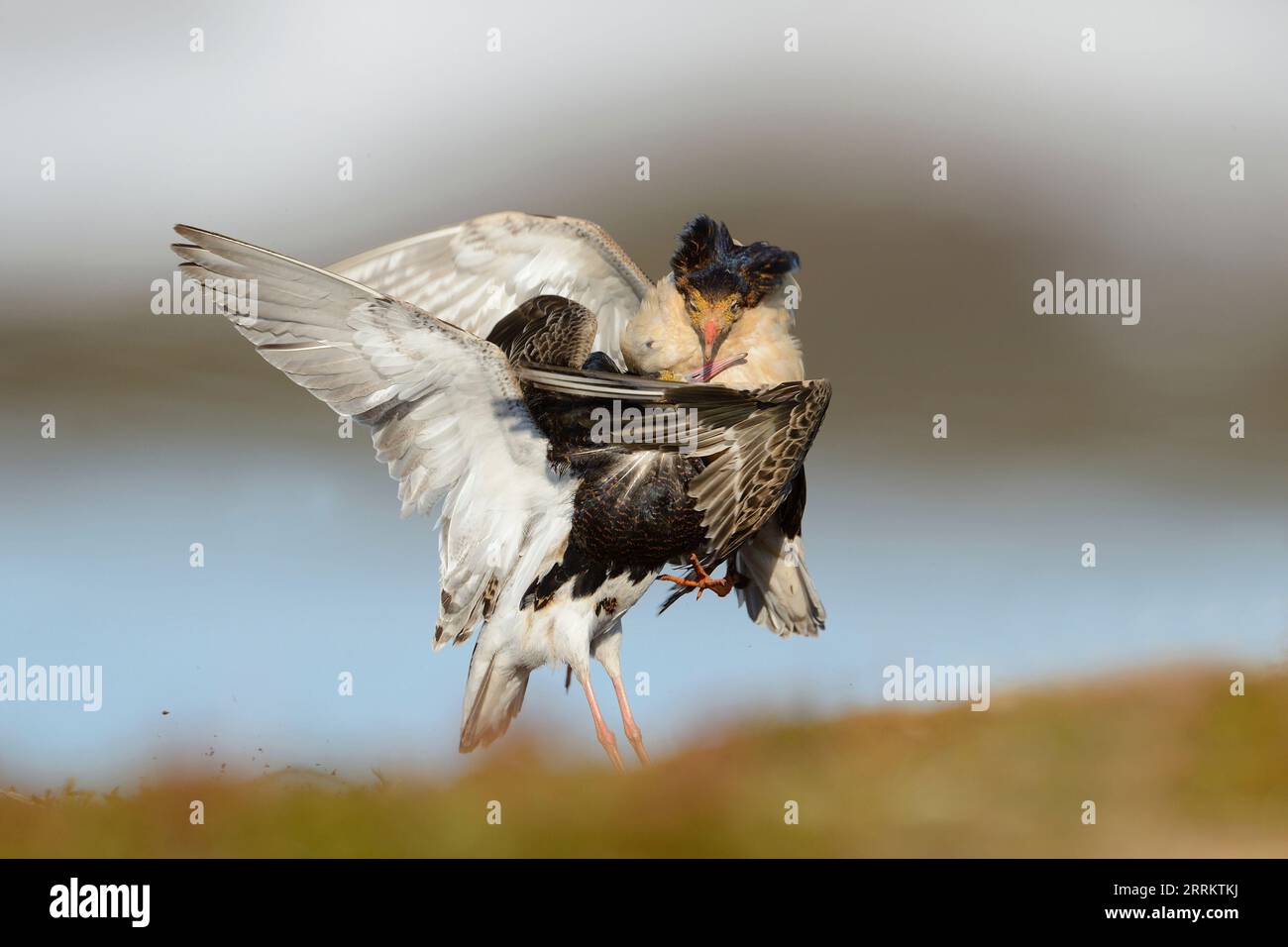 Fighting Ruff (Philomachus pugnax) males on the Varanger Peninsula ...