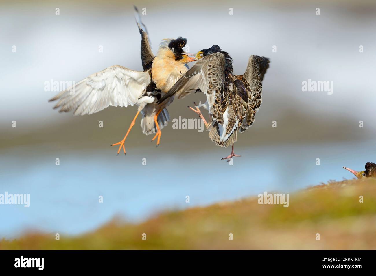 Fighting Ruff (Philomachus pugnax) males on the Varanger Peninsula ...