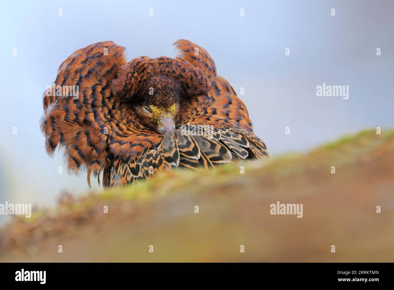 Mating season plumage hi-res stock photography and images - Alamy