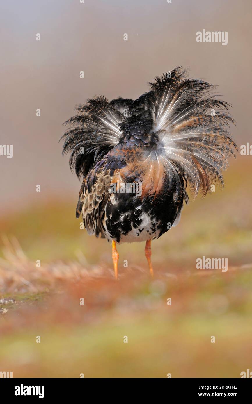 Ruff in mating plumage, ruffle, from behind, Varanger Peninsula, Norway ...