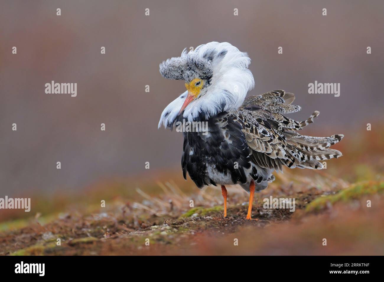 Ruffed sandpiper in mating plumage hi-res stock photography and images ...