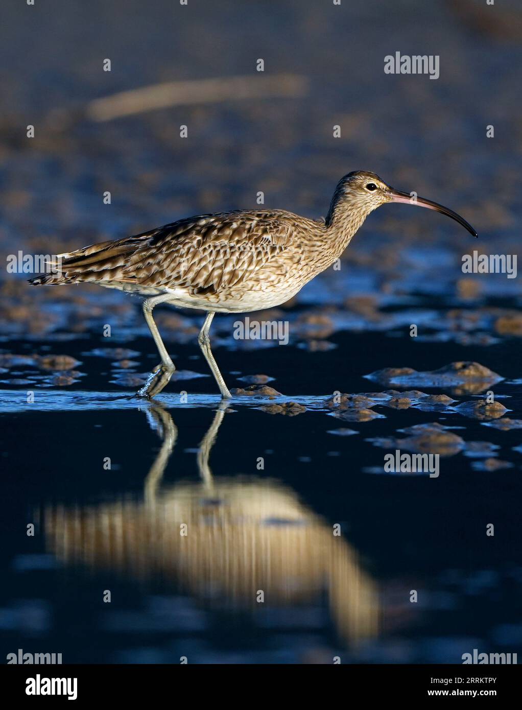 Common whimbrel numenius phaeopus hi-res stock photography and images ...