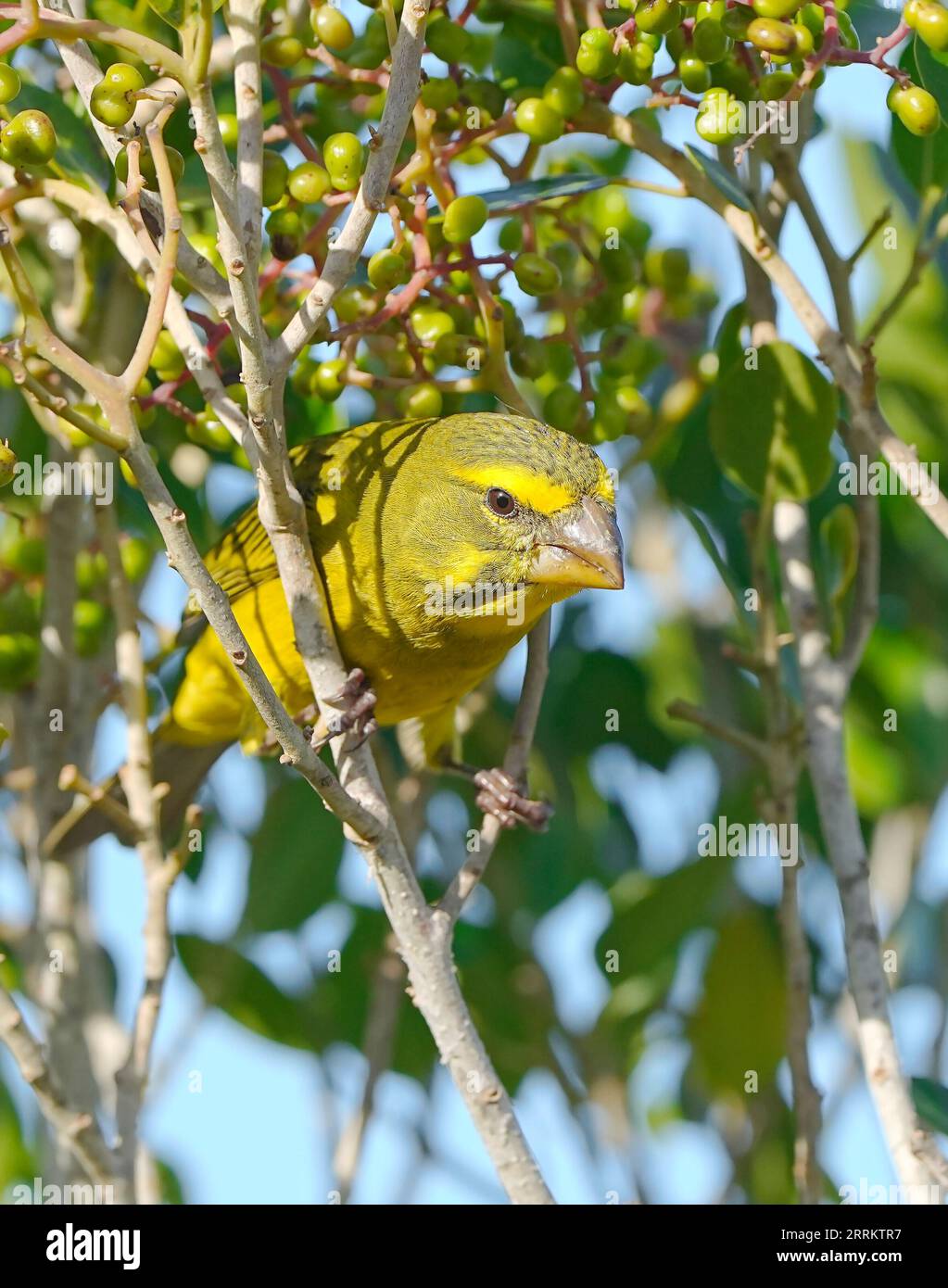 Crithagra sulphurata hi-res stock photography and images - Alamy