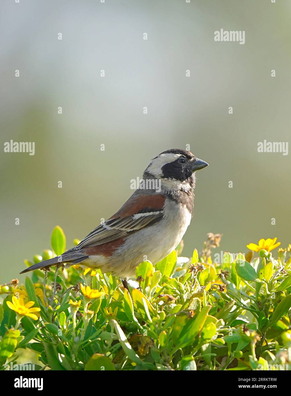 Adult tree sparrow hi-res stock photography and images - Alamy
