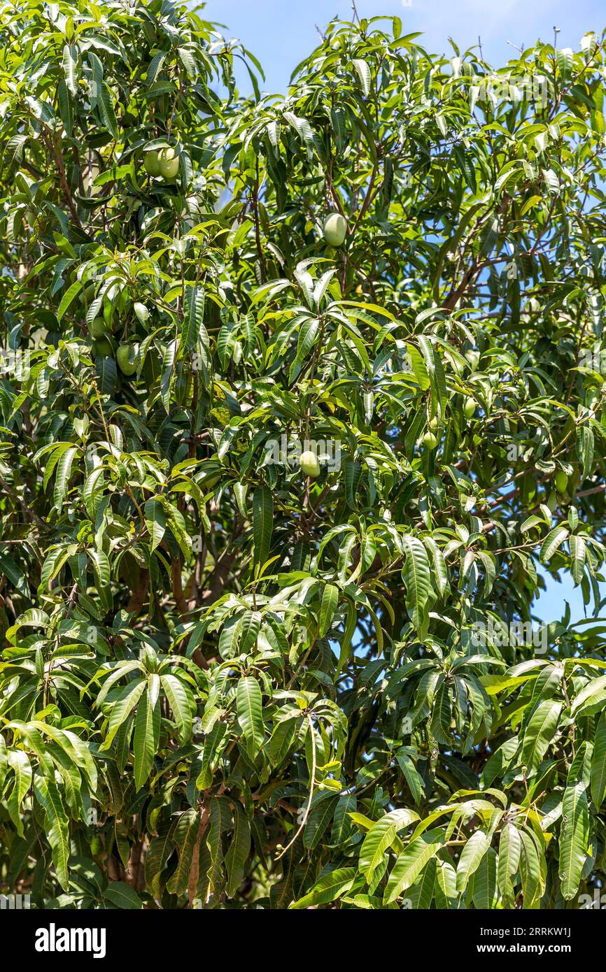 Mango tree, near Bangkok, Thailand, Asia Stock Photo - Alamy