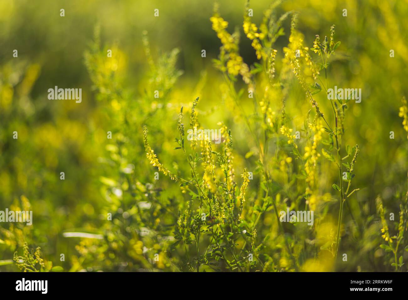 Bees collect pollen from wild plants Melilotus, known as melilot, sweet ...