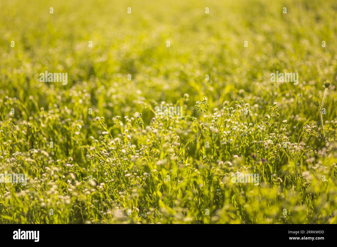 A yellow field with a Melilotus, known as melilot, sweet clover, and ...