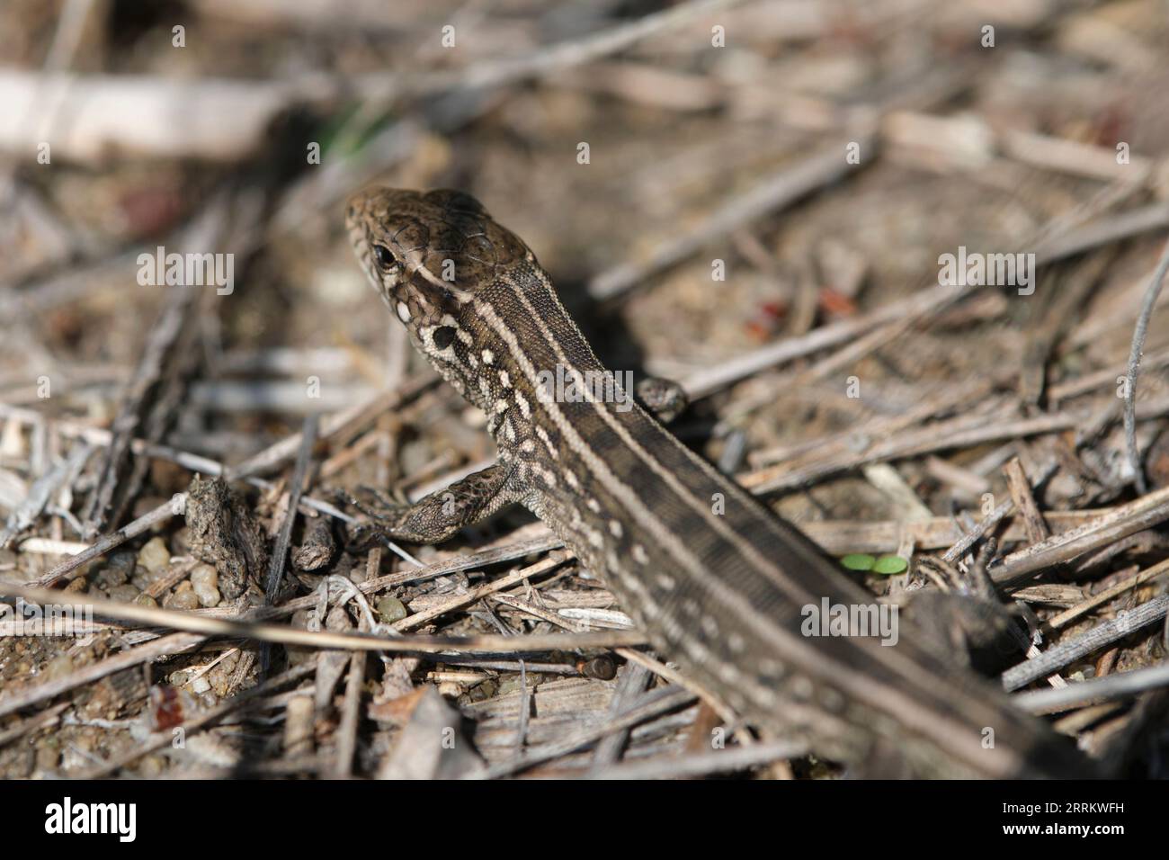 Reptile, gray lizard background dry grass, macro photo Stock Photo - Alamy