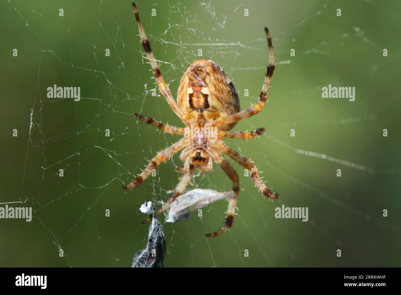 Spider caught victim in woven web Stock Photo - Alamy