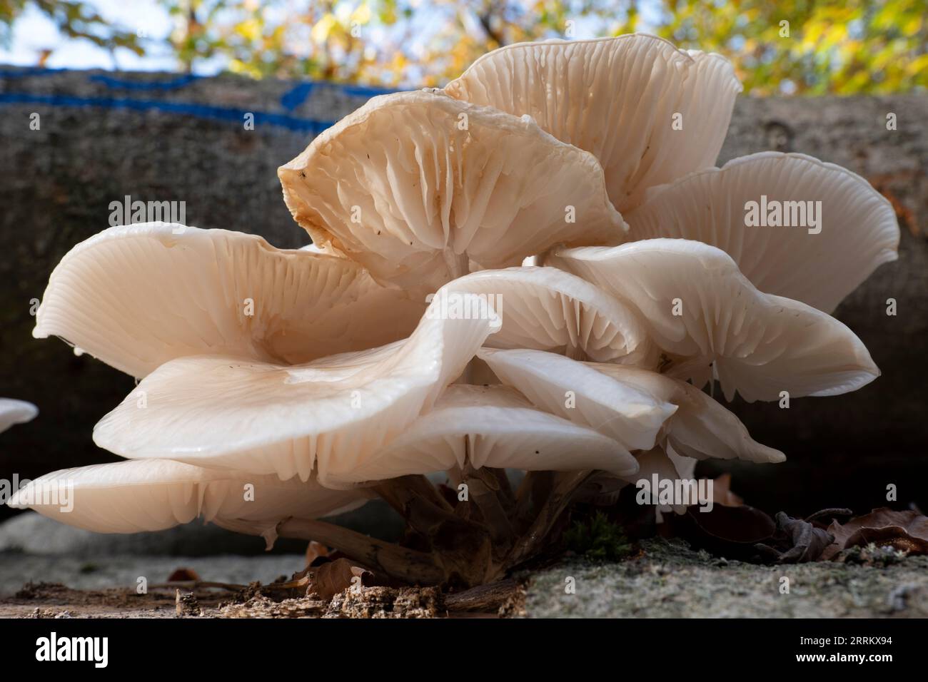 Desert fungus hi-res stock photography and images - Alamy