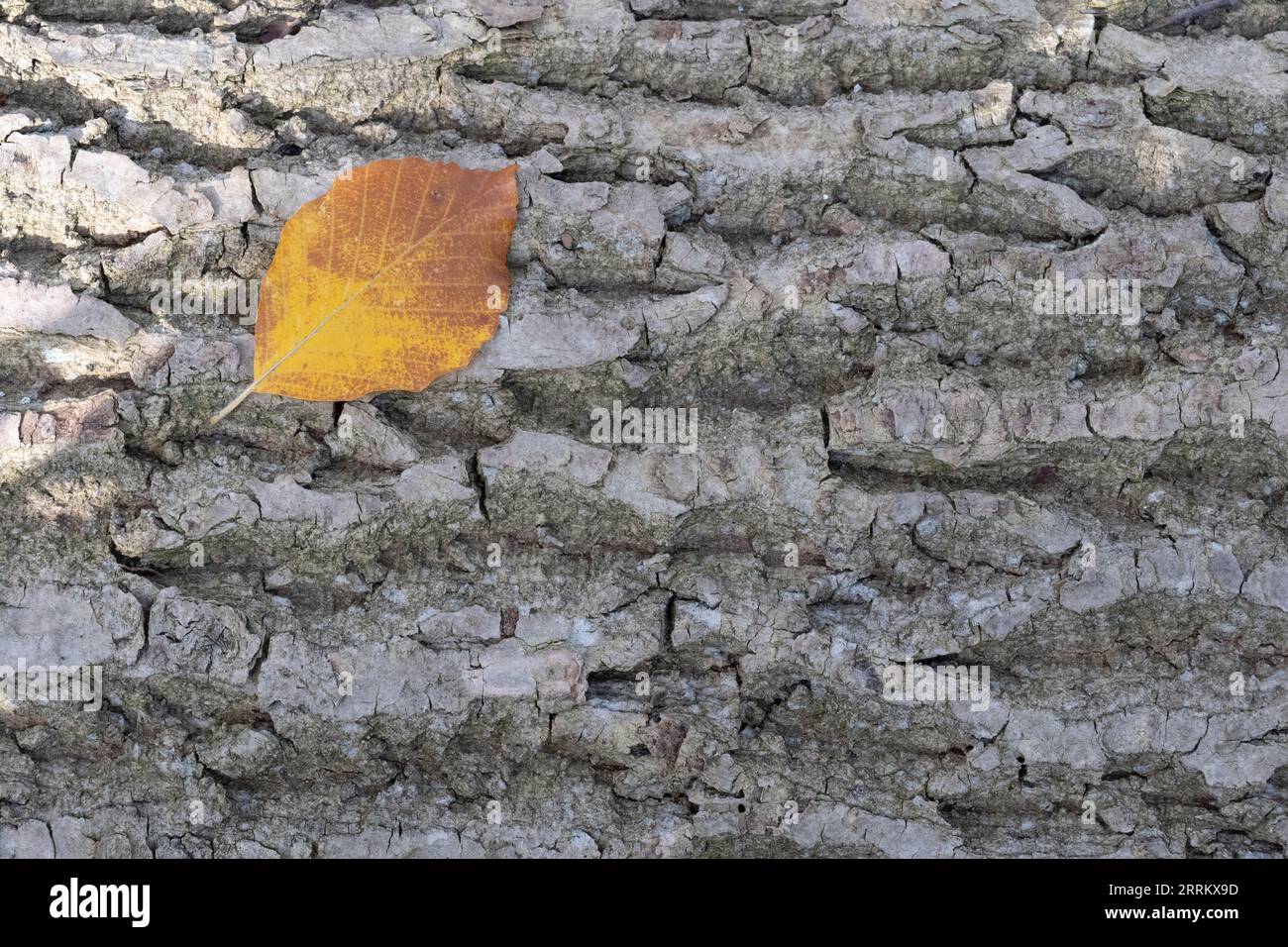Tree bark background with a golden yellow autumn leaf in the upper left ...