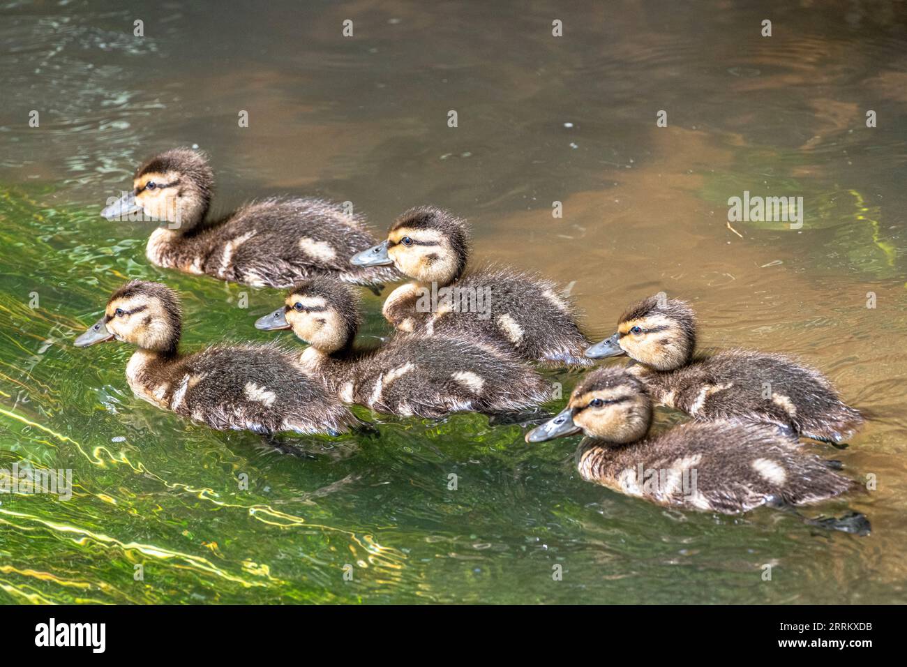 Mother duck with chicks on the roda river in thuringia hi-res stock ...