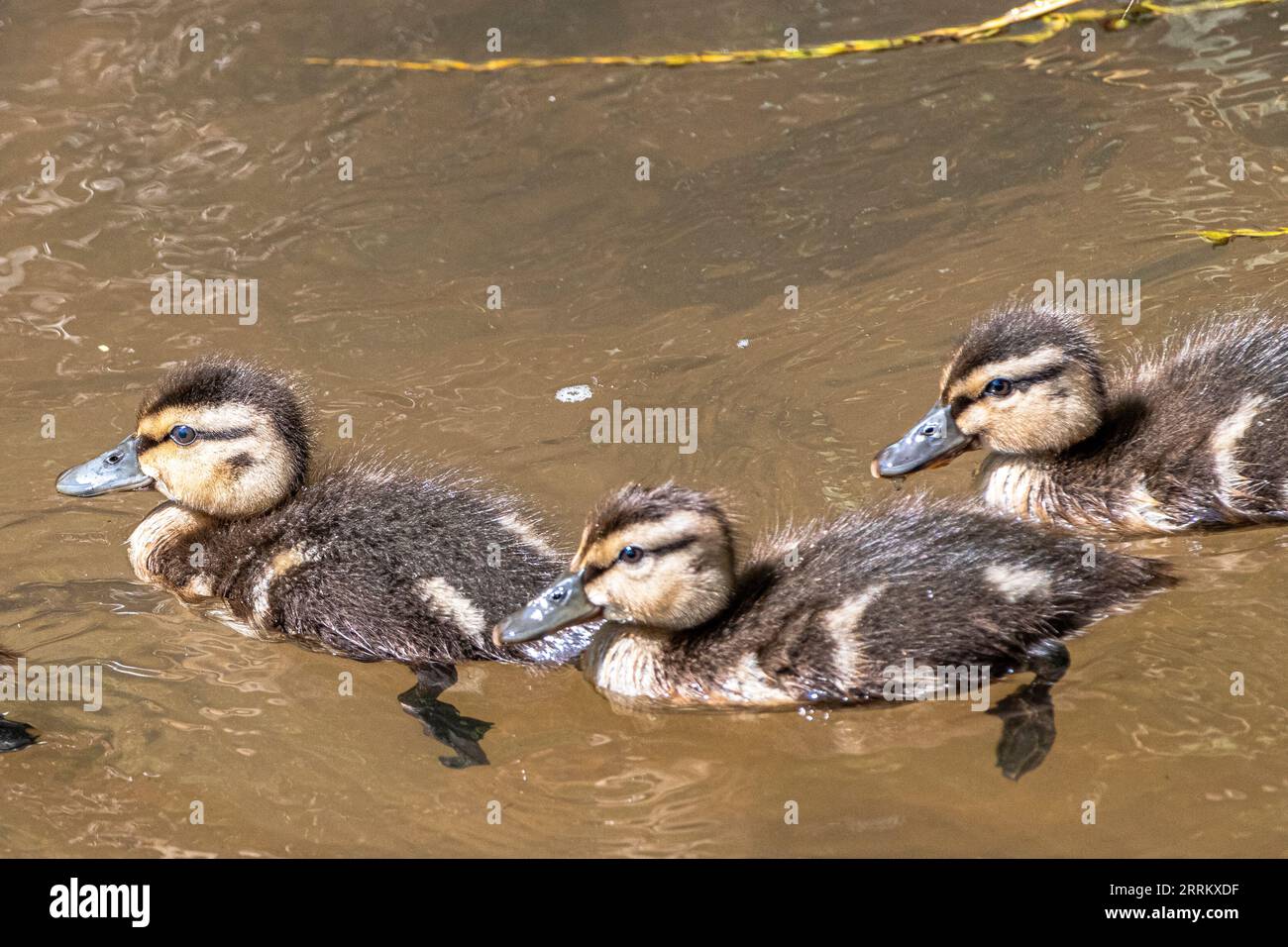Mother duck with chicks on the roda river in thuringia hi-res stock ...