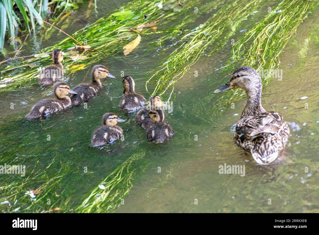 Mother duck with chicks on the Roda River in Thuringia Stock Photo - Alamy