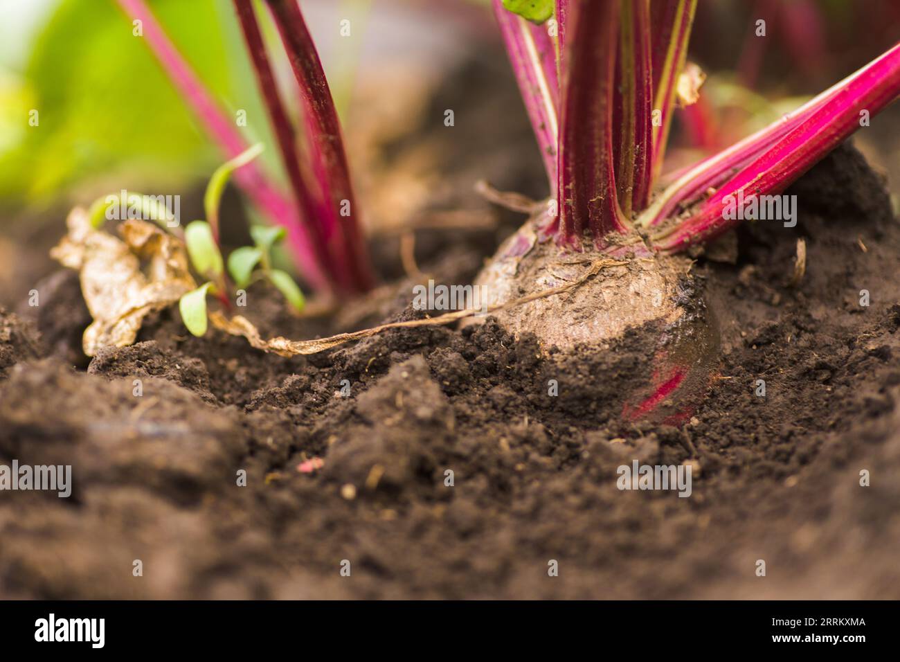 Beta vulgaris maritima hi-res stock photography and images - Alamy