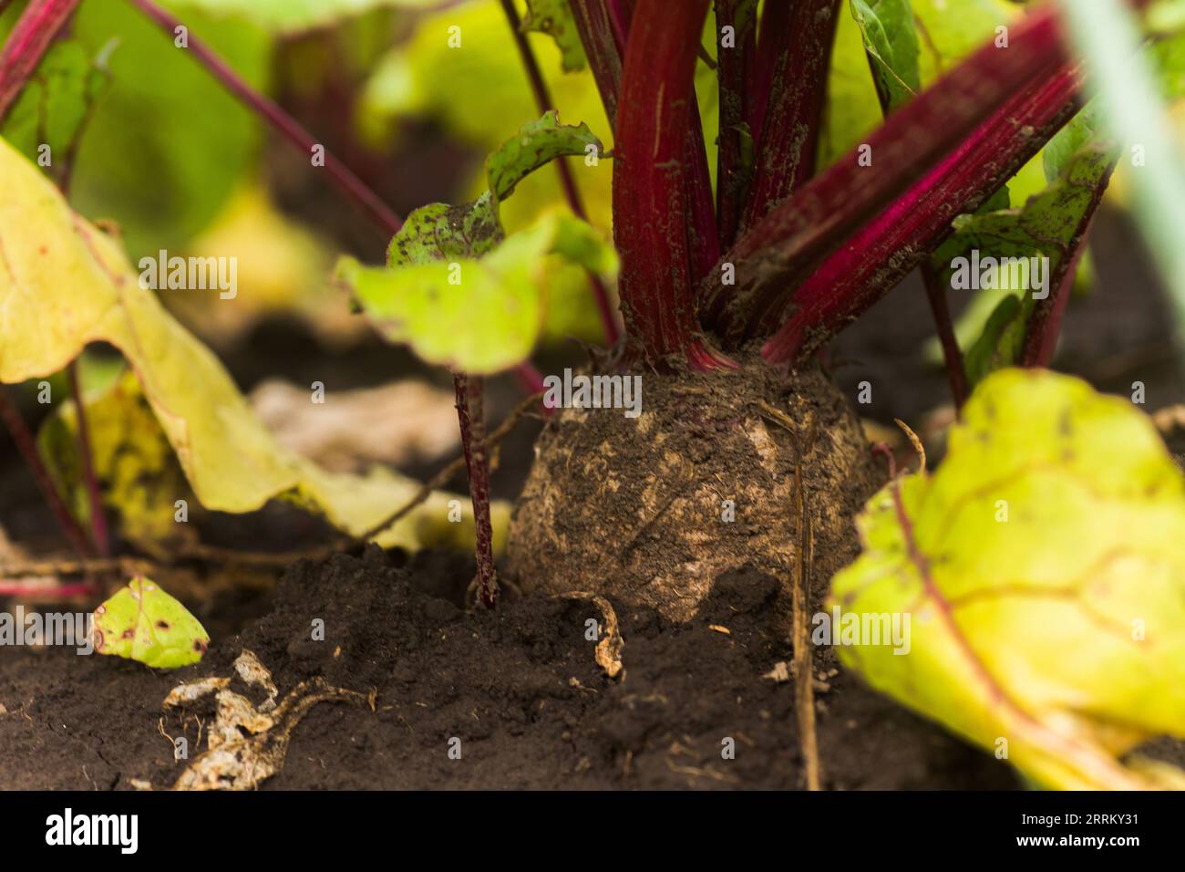 Sea beet, Beta vulgaris subsp. maritima, beetroot, table, garden, red ...