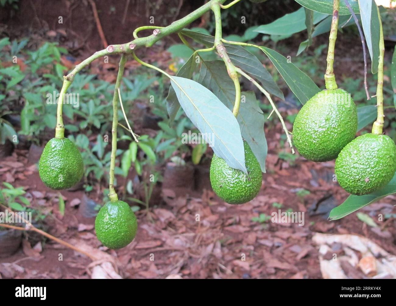 Climaecange hi-res stock photography and images - Alamy