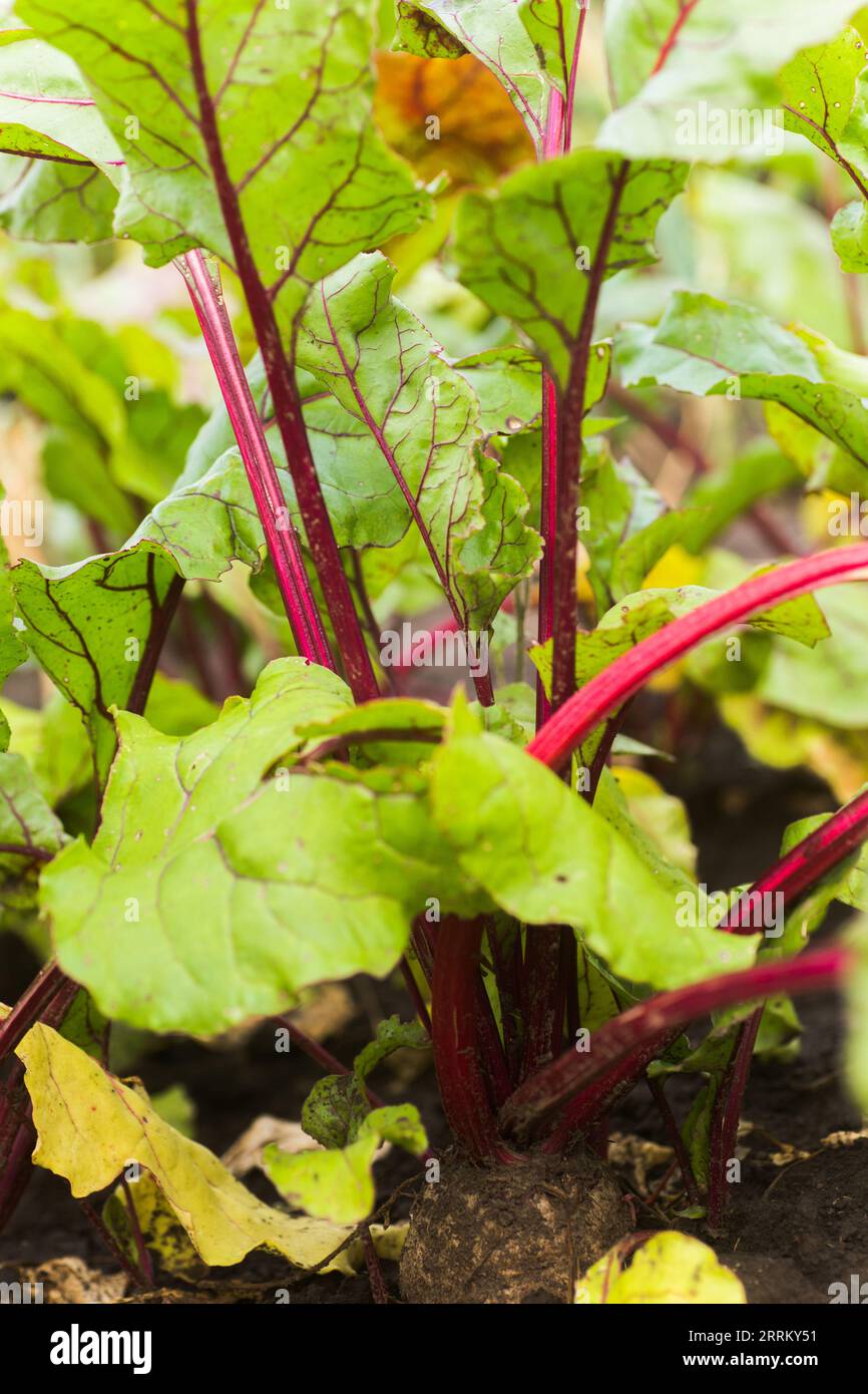 Beta vulgaris maritima hi-res stock photography and images - Alamy