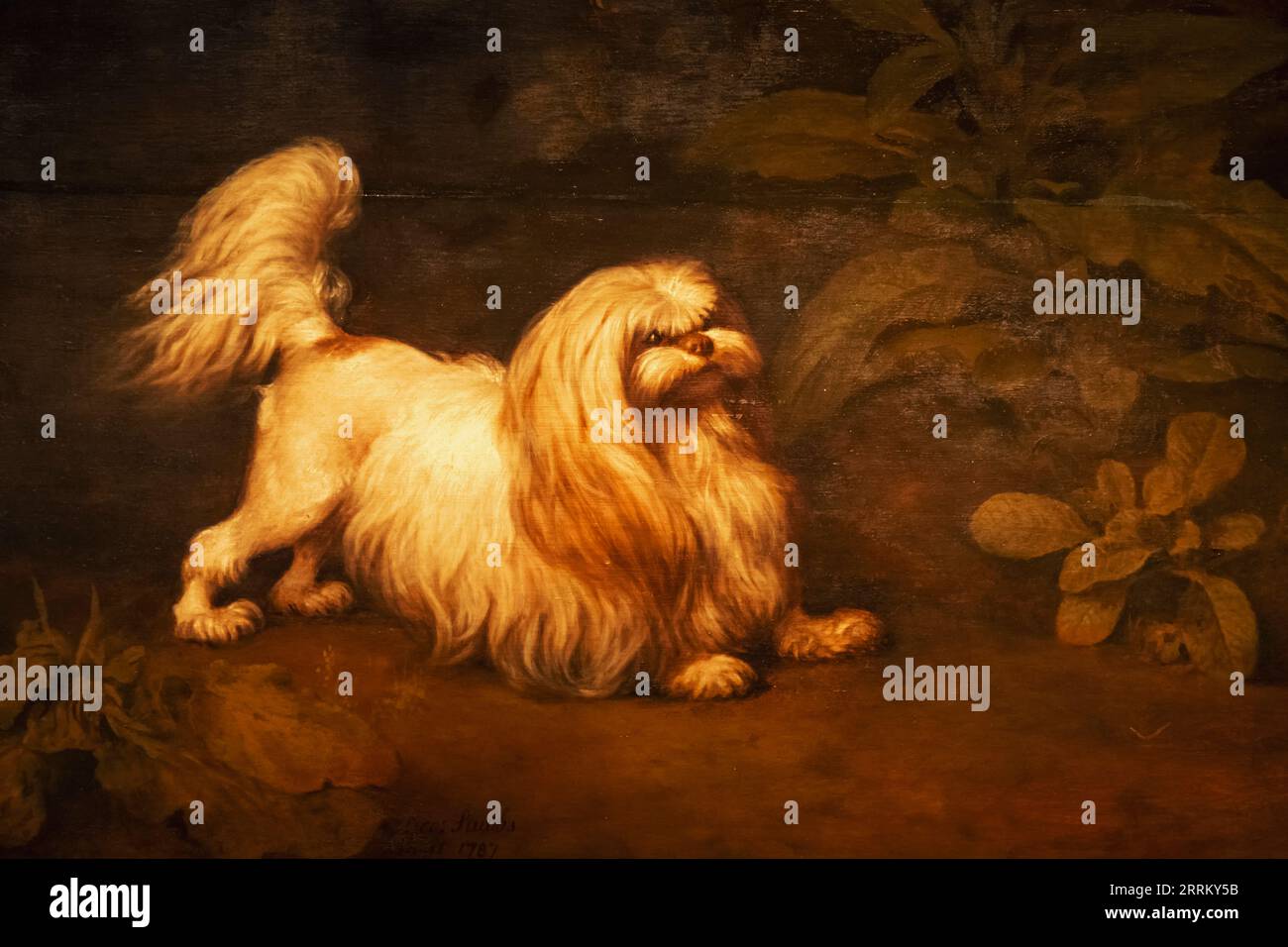 Painting of Lady Archer's Maltese Terrier by George Stubbs dated 1787 ...