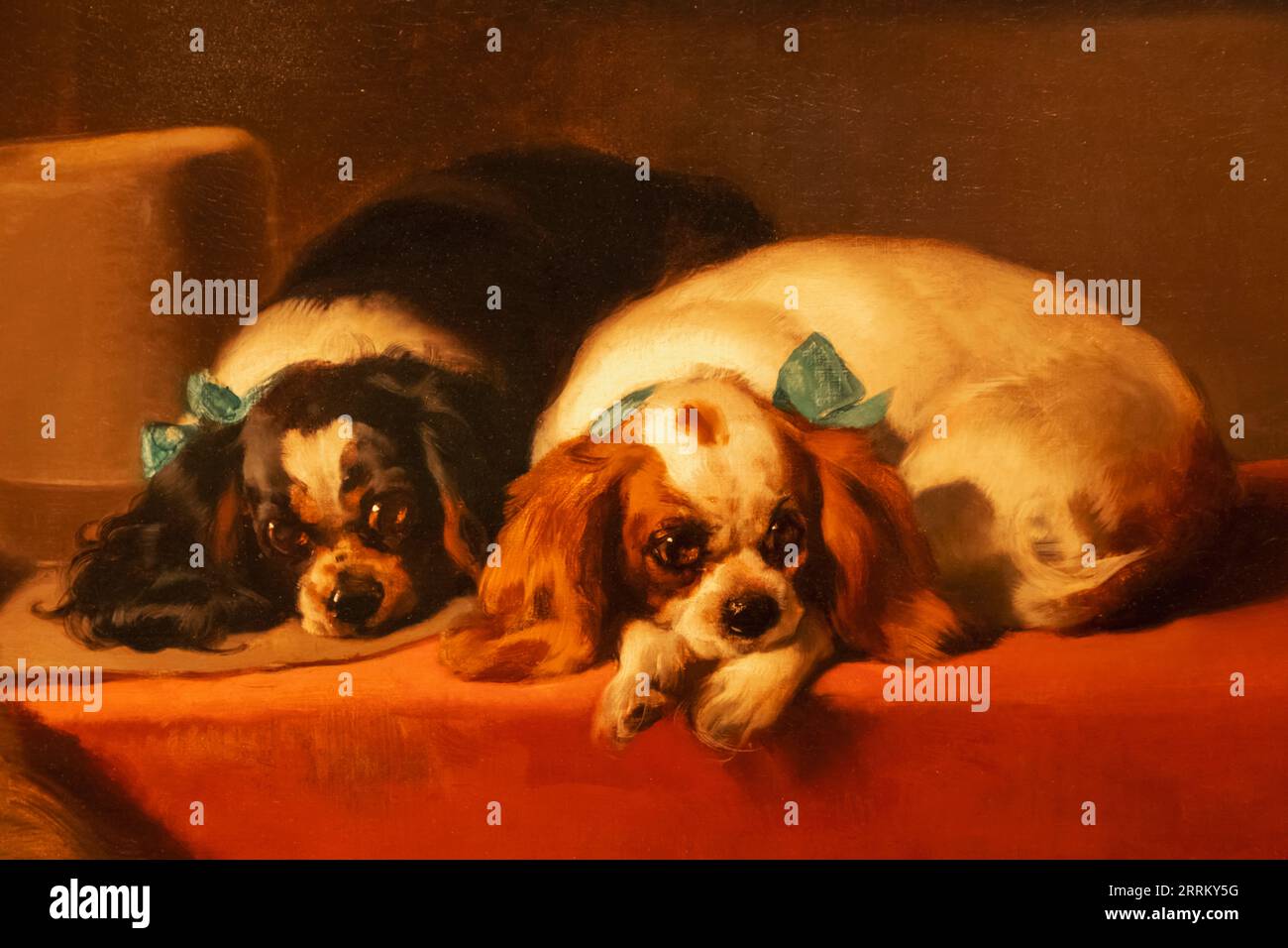 Cavalier king charles spaniels hi-res stock photography and images - Alamy