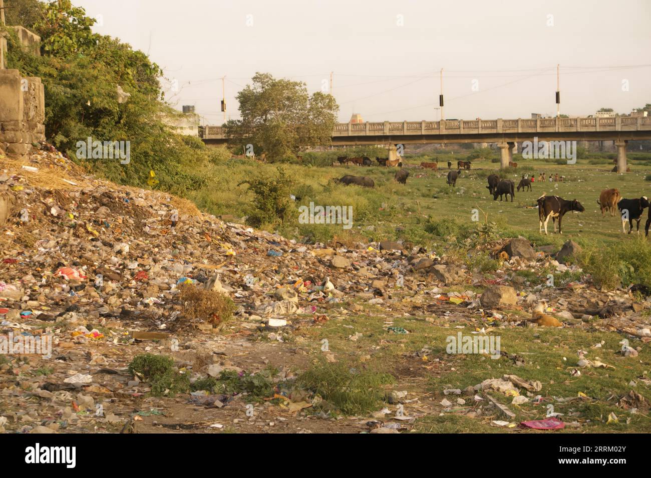 Rajkot, India. 8th September, 2023. A huge amount of garbage and cows ...