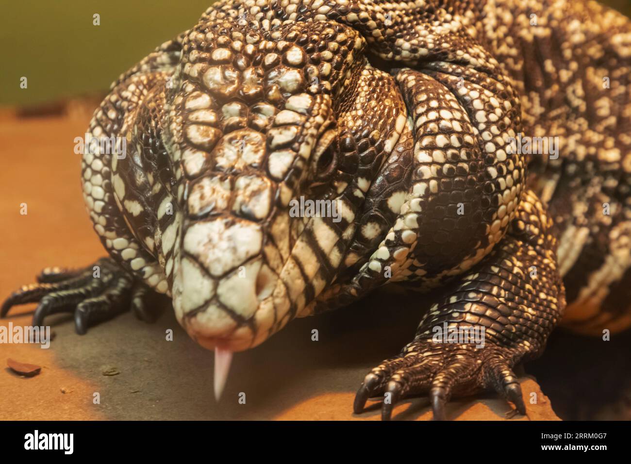 Tegu lizard hi-res stock photography and images - Alamy