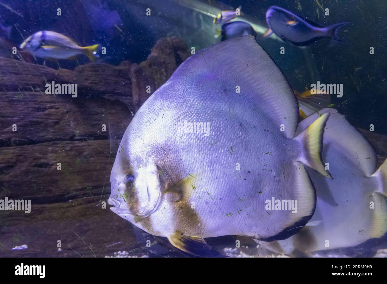 Batfish hi-res stock photography and images - Alamy