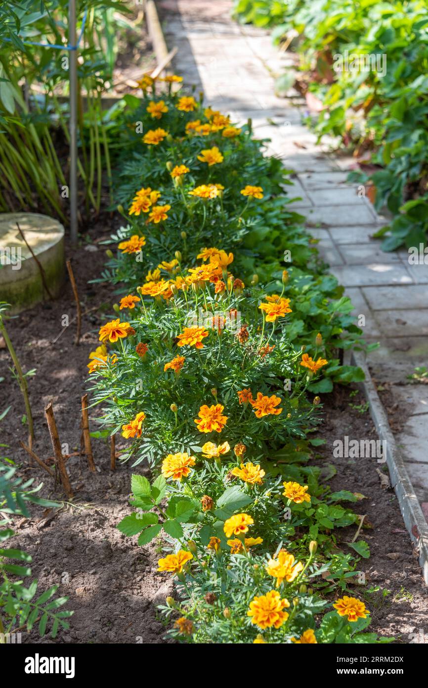 Marigolds growing along a garden path in bright sunlight. Cottage ...
