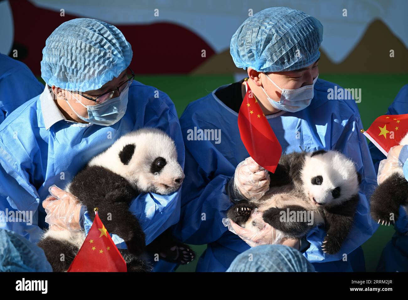 220928 -- CHENGDU, Sept. 28, 2022 -- Newborn giant panda cubs held by staff members make public ...