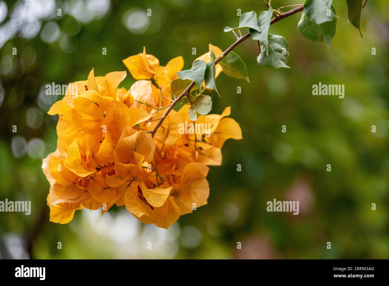 Plants in the beautiful park el Harti in Marrakech, Morocco Stock Photo ...