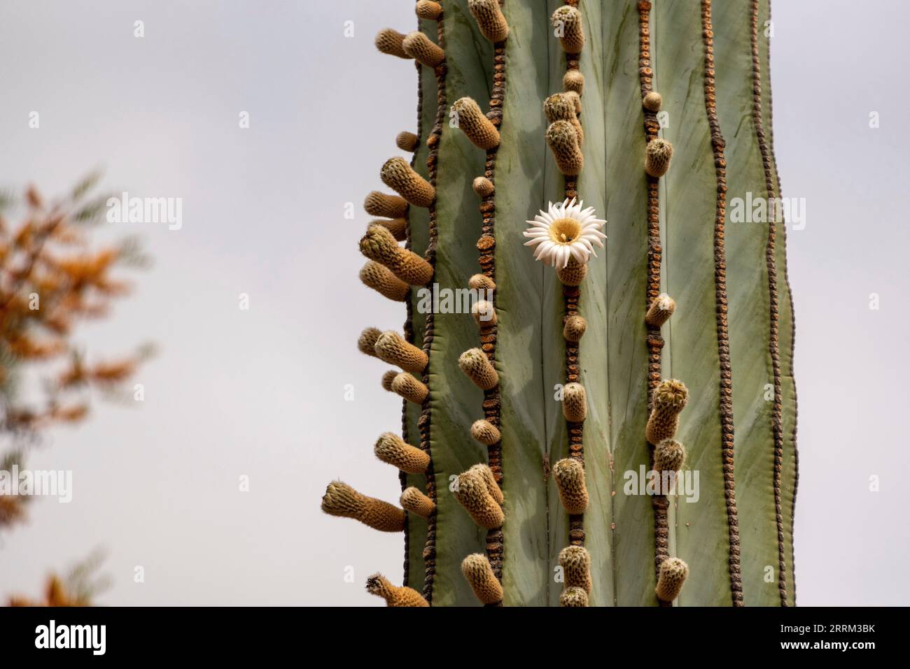 Plants in the beautiful park el Harti in Marrakech, Morocco Stock Photo ...