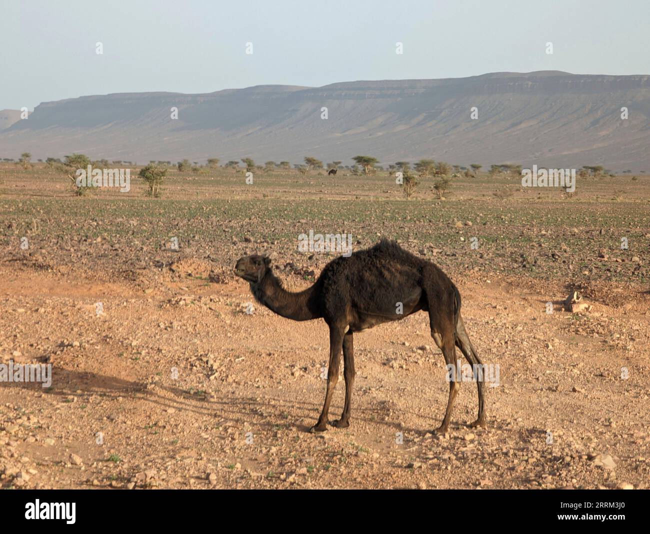 Dromedaries grazing in the Saharan desert in Morocco Stock Photo - Alamy