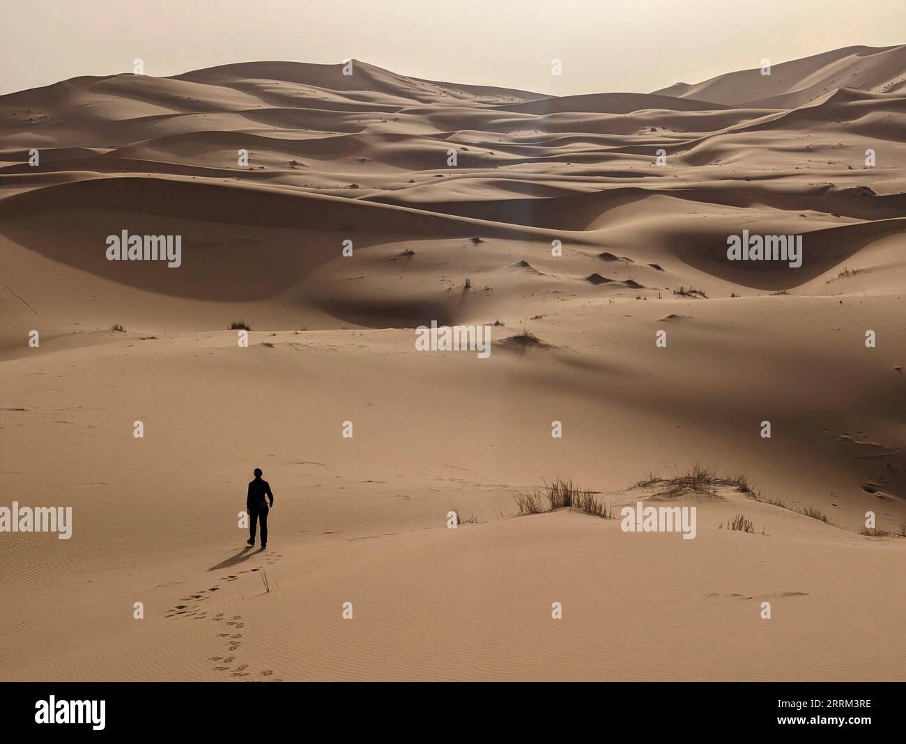 A person walking through the Erg Chebbi desert in the African Sahara ...