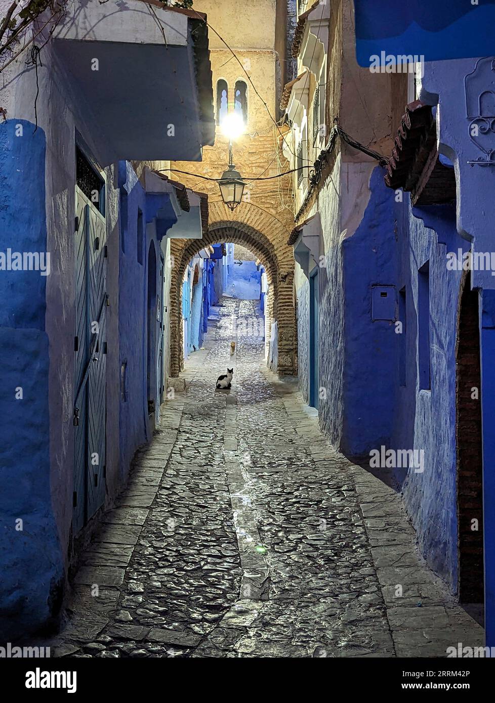 A cat sitting lonely on an alley in Chefchaouen at night, Morocco Stock ...
