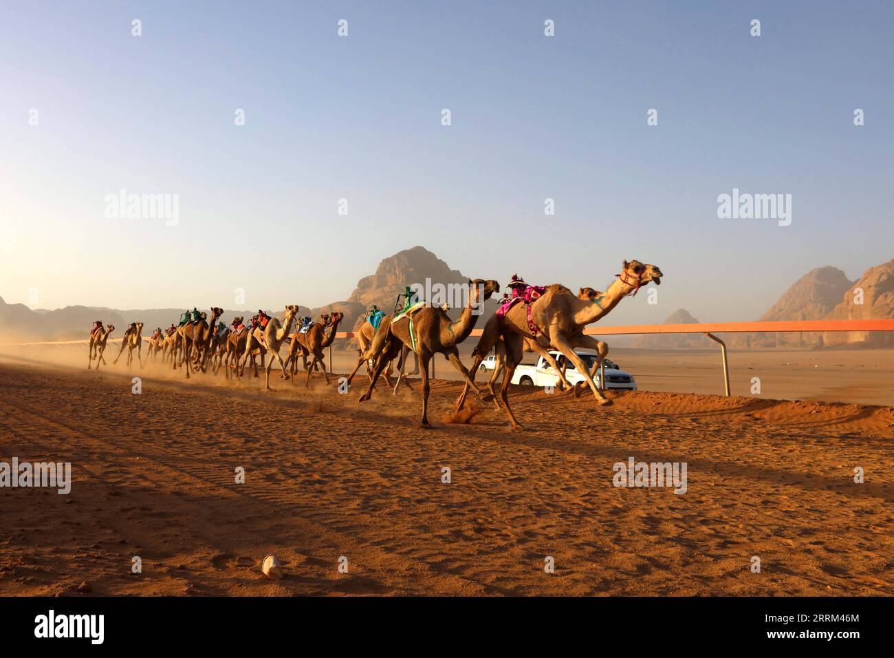 220930 -- AMMAN, Sept. 30, 2022 -- Camels compete during a camel race ...