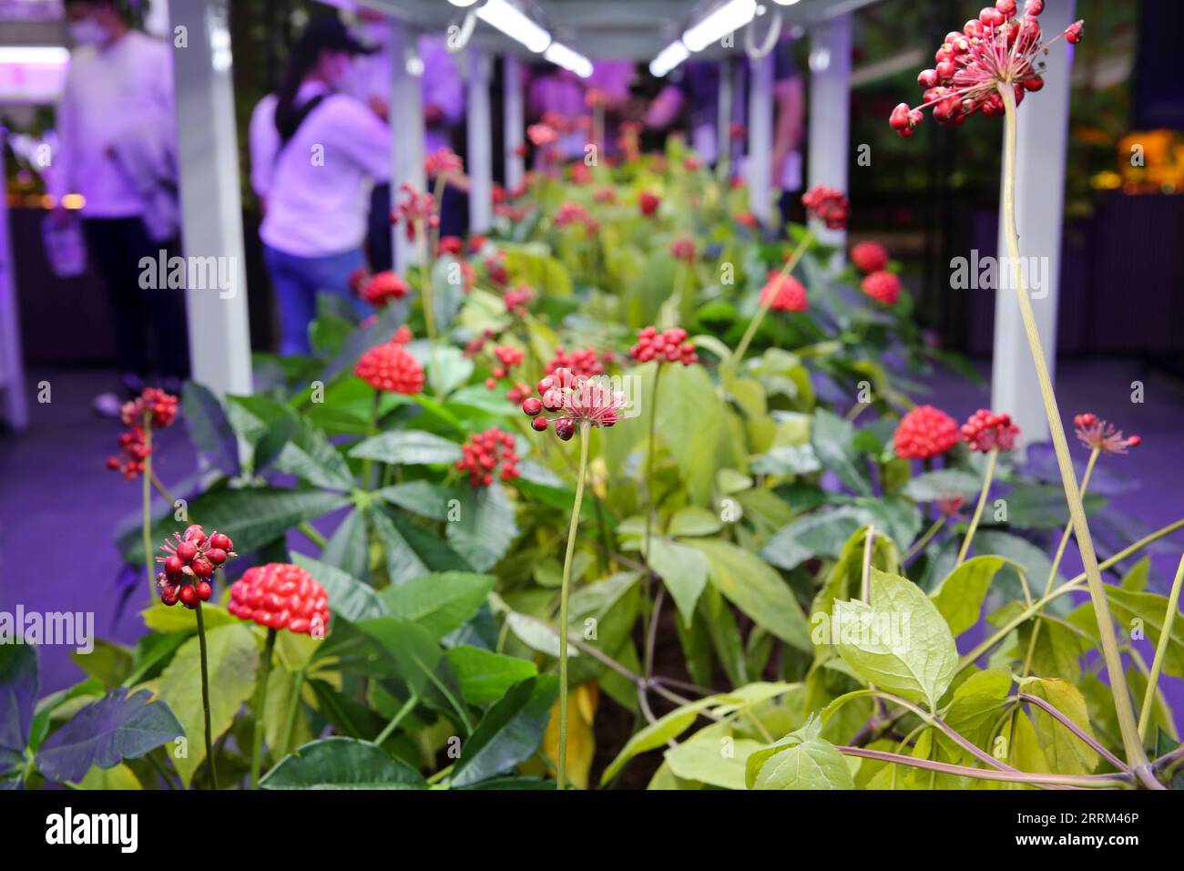 220930 -- YEONGJU, Sept. 30, 2022 -- Photo taken on Sept. 30, 2022 ...