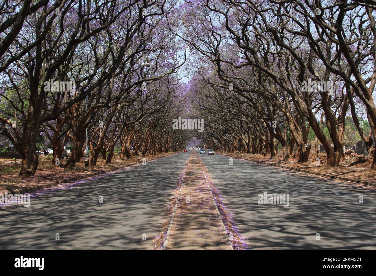 Tres blosom hi-res stock photography and images - Alamy