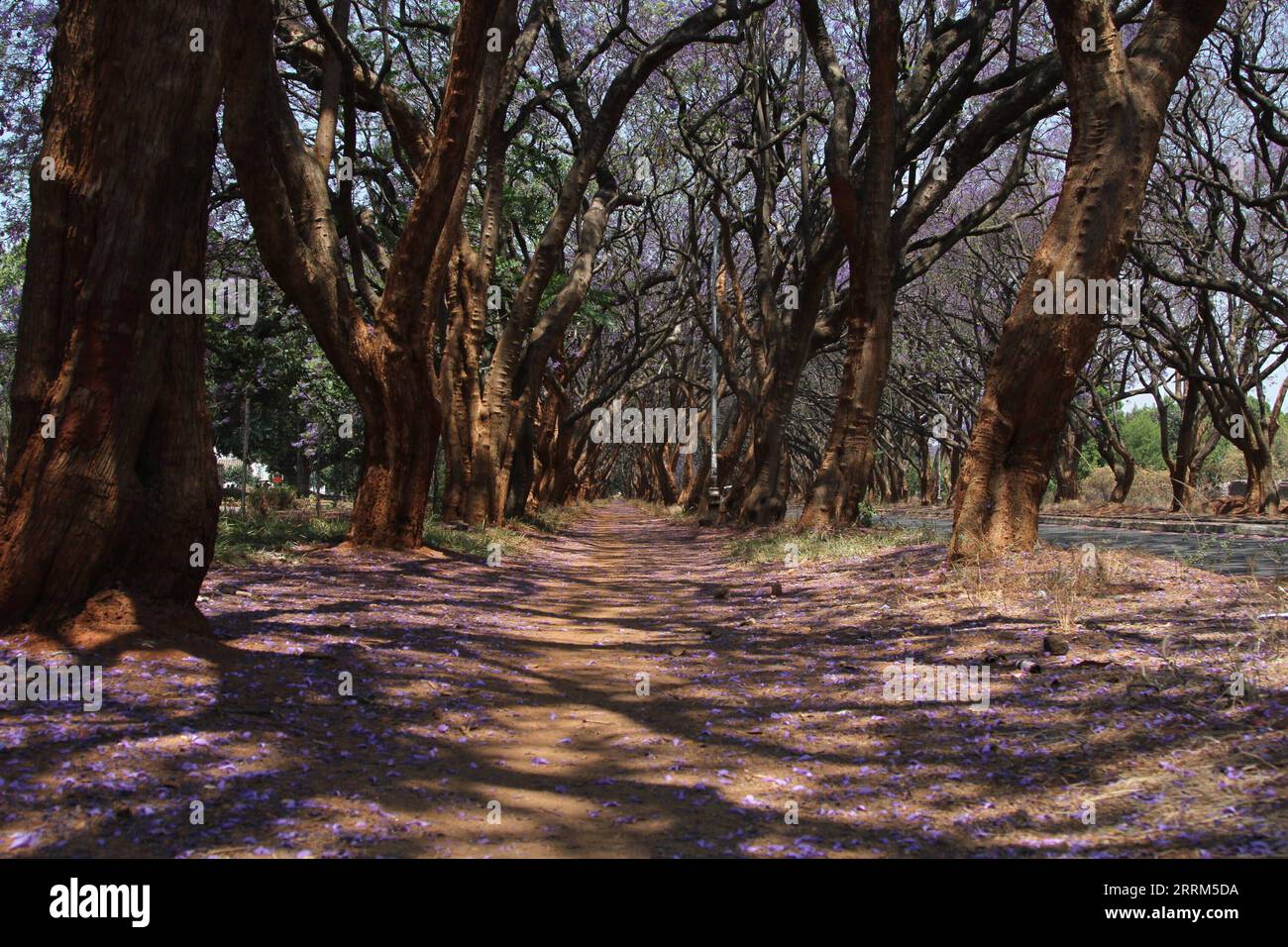 221002 -- HARARE, Oct. 2, 2022 -- Blossoming jacaranda trees are seen ...