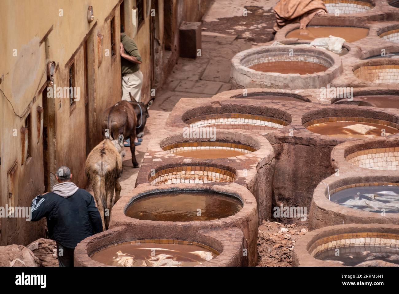 Fes, Morocco, Famous tannery in the medina of Fes, where leather is ...