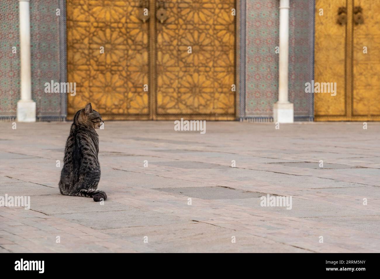 Palace cat hi-res stock photography and images - Alamy