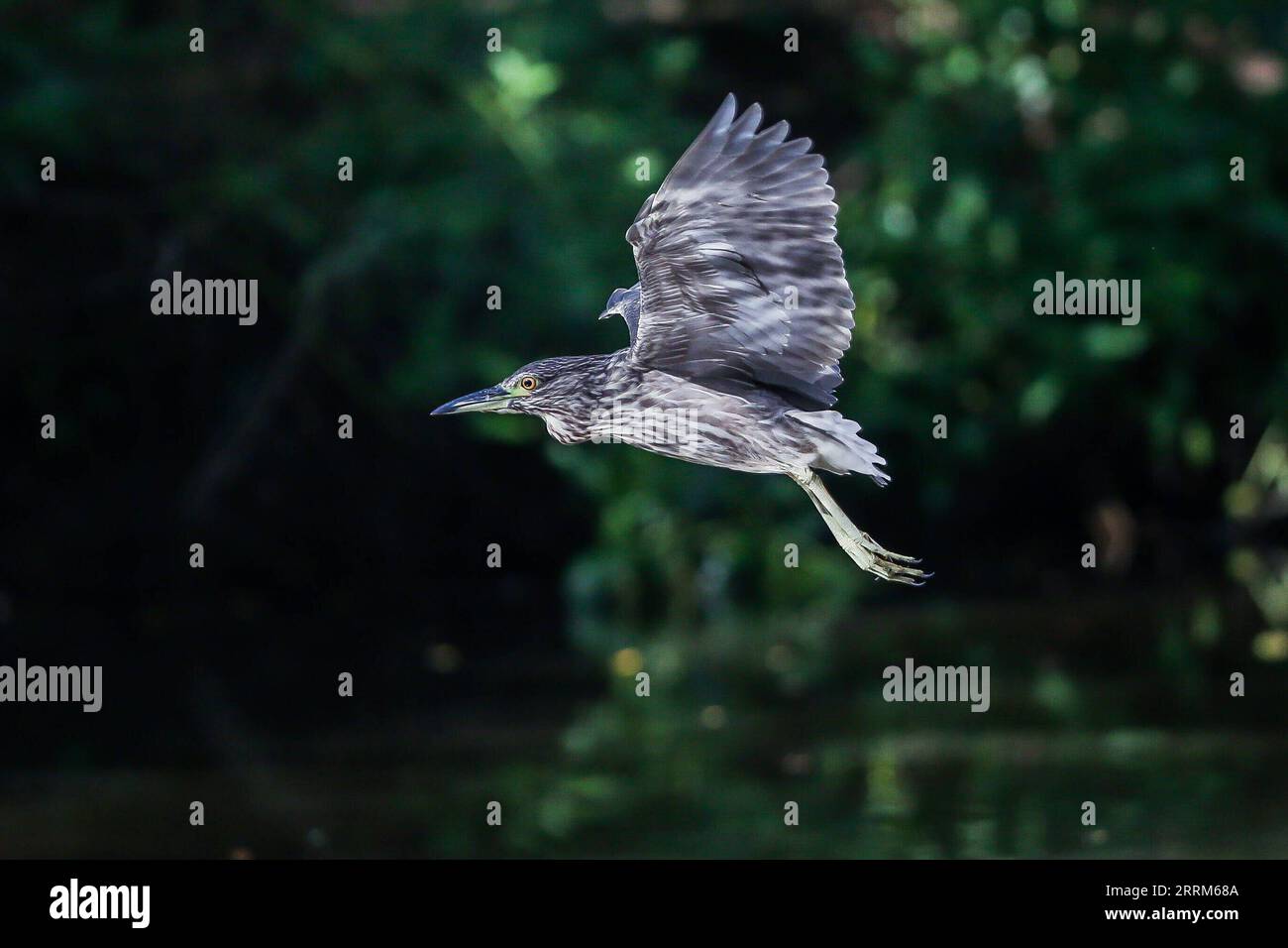 221004 -- MANILA, Oct. 4, 2022 -- A night heron flies to catch fish in ...